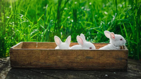 Three lovely fluffy rabbits sit in a wooden box on an old wooden board ...