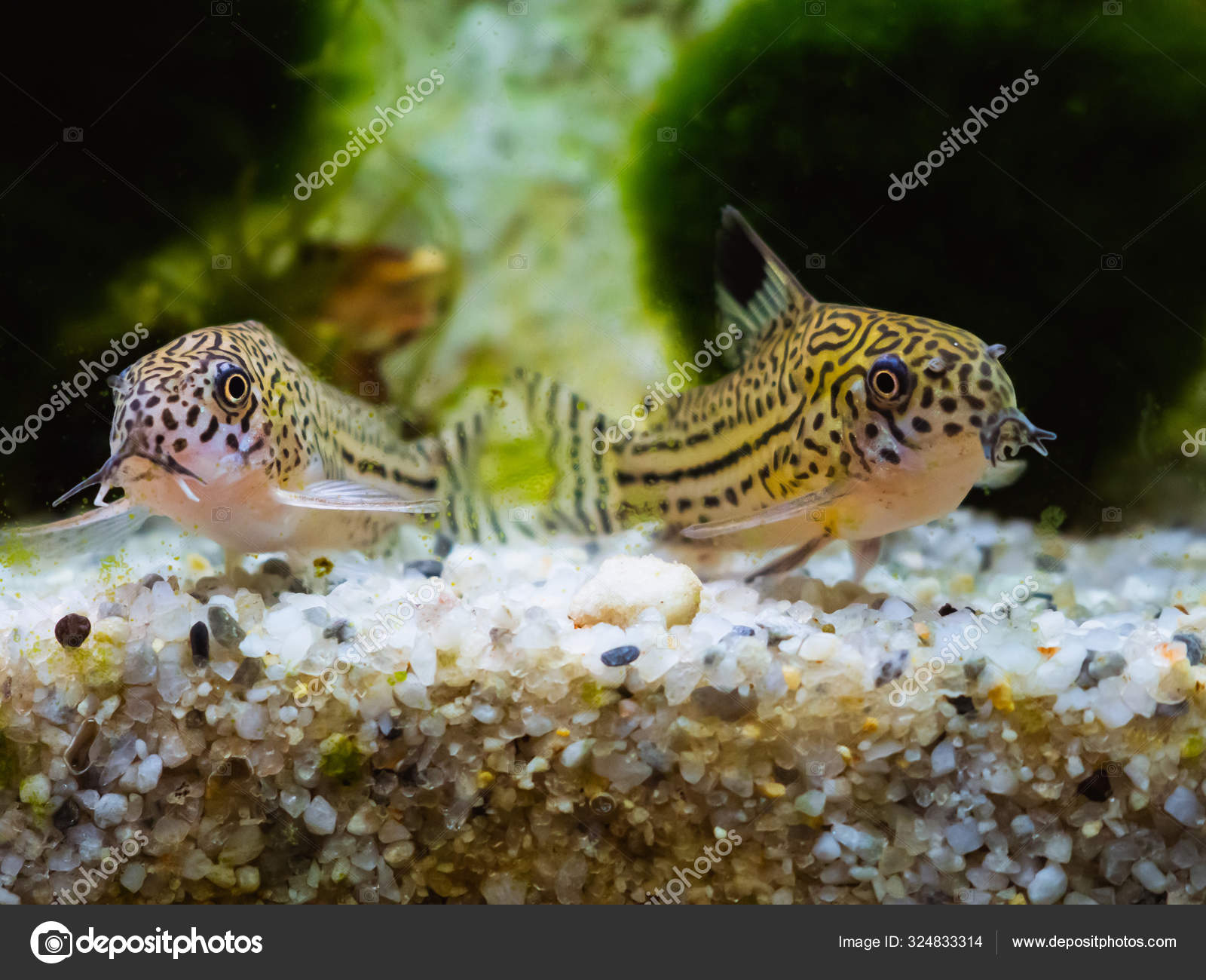 Aquarium Spotted Catfish