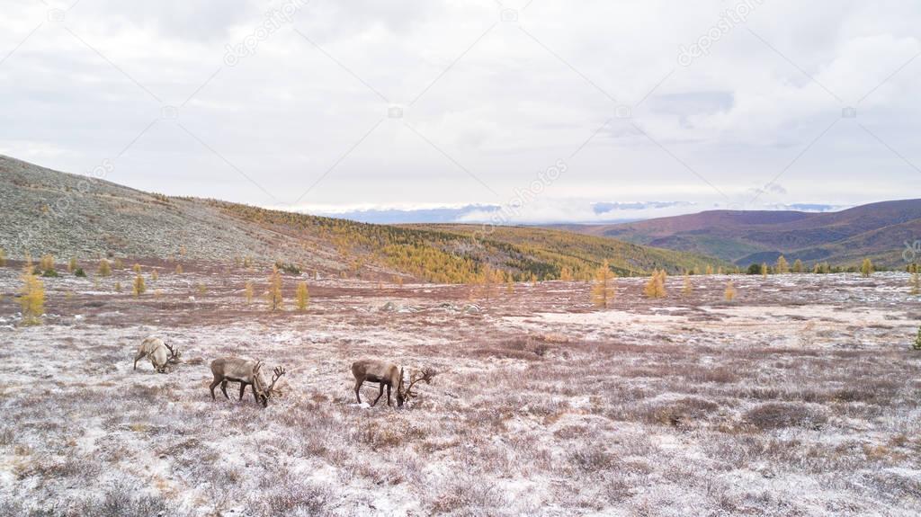 Vista del dron de los renos en una montaña nevada en taiga. 2022