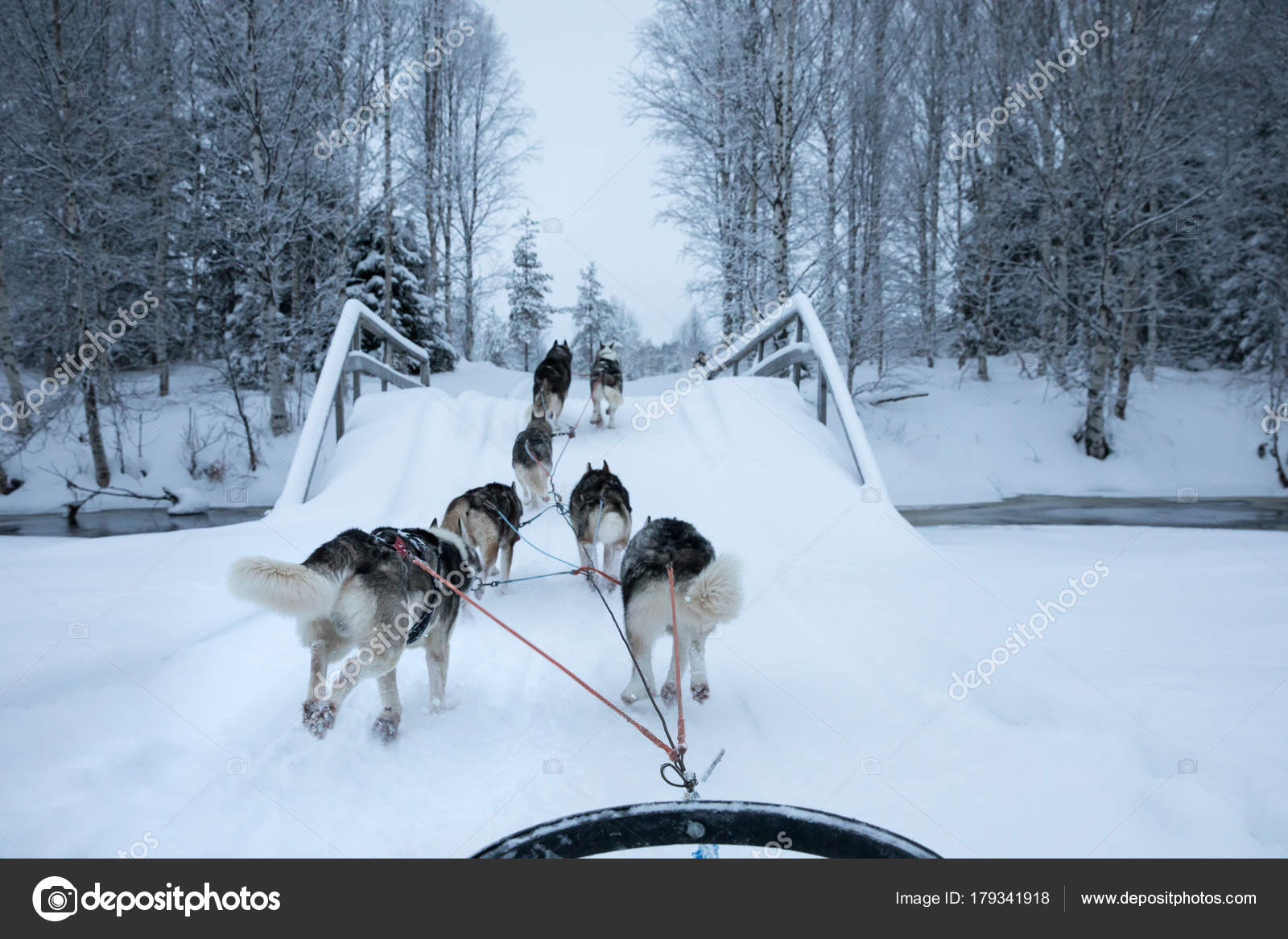 Sled dogs running a pulling a sled on a white winter day. — Stock Photo ...