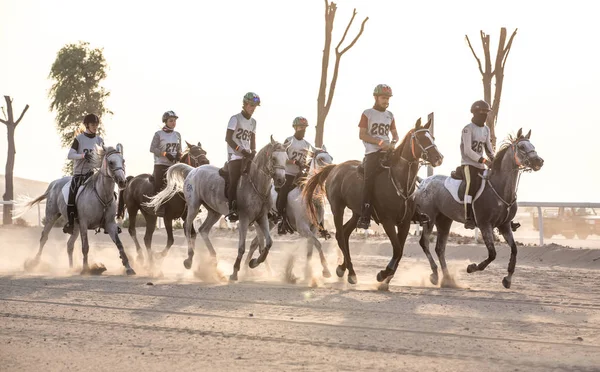 Endurance horse Stock Photos, Royalty Free Endurance horse Images ...