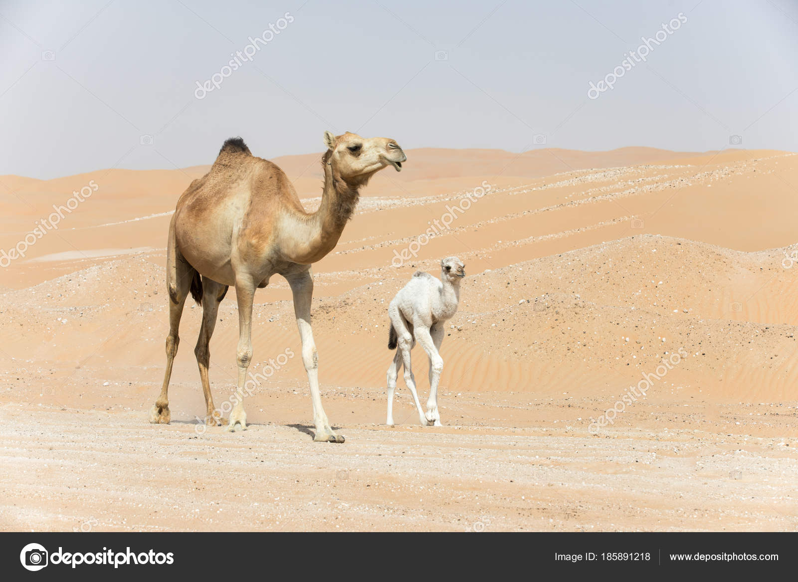 Mom And Baby Camel