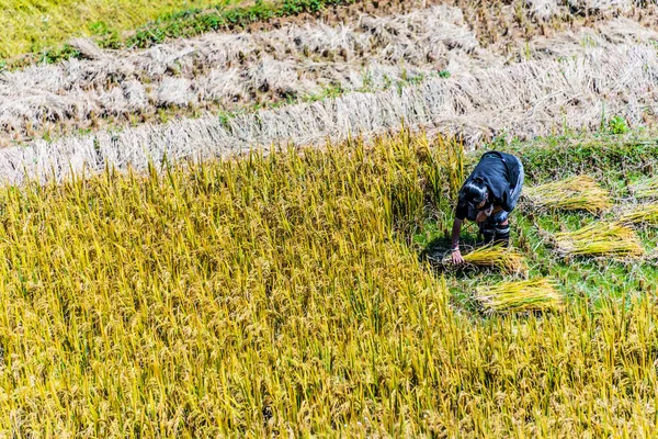 Self-sufficient labor-intensive farming in Mu Cang Chai District, Yen ...