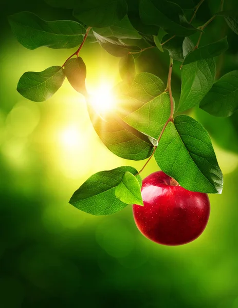 Red Apple Tree Wallpaper