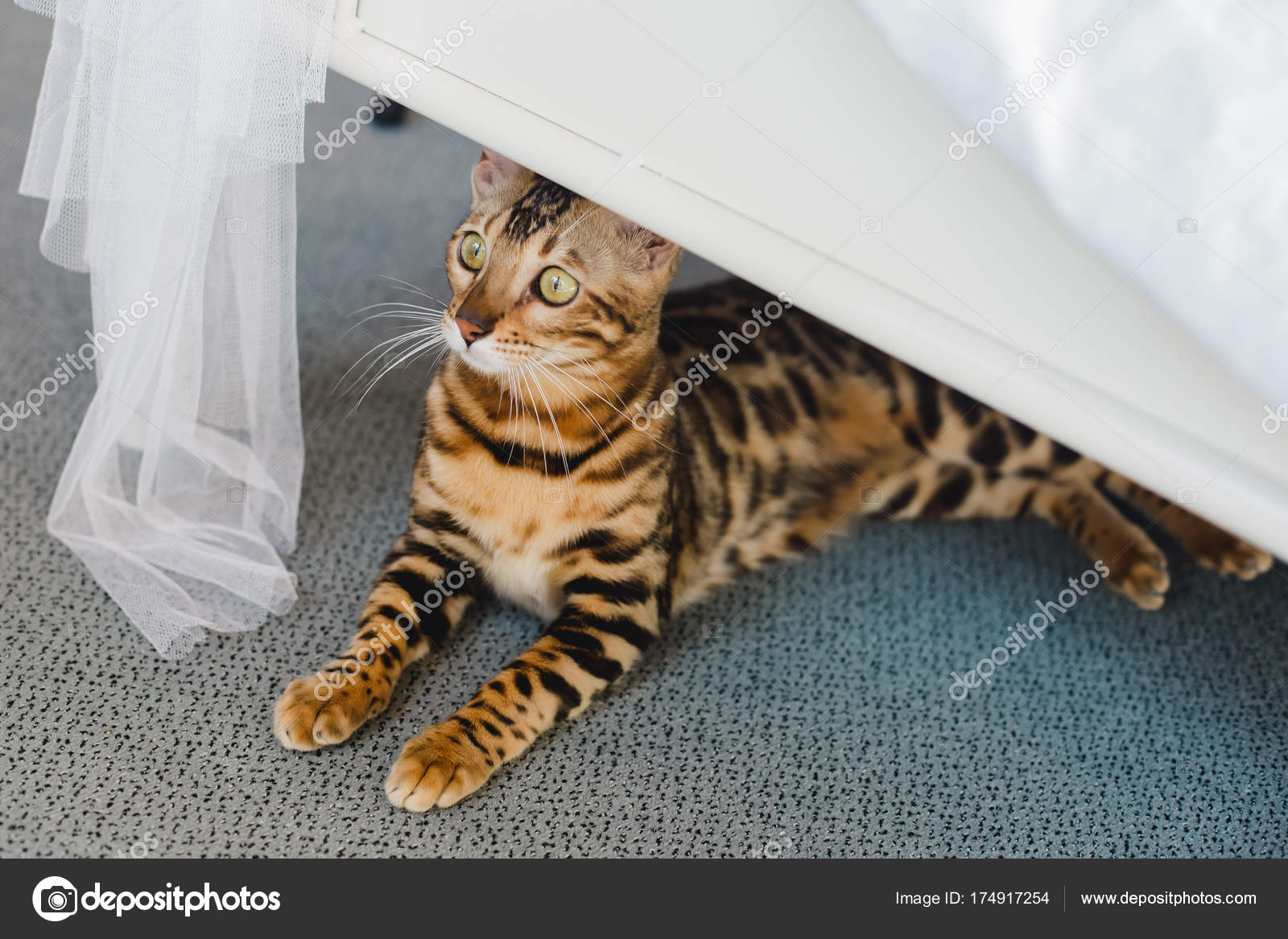 Brown Spotted Bengal Cat