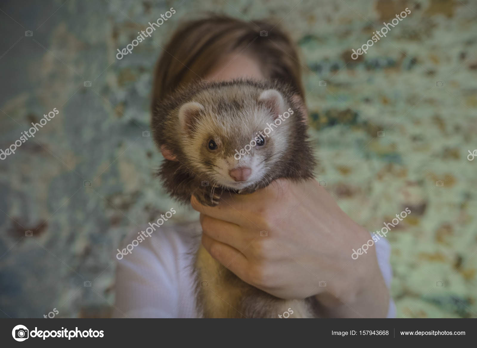 A ferret in the hands of a man. The hand holds the ferret. Dear — Stock ...