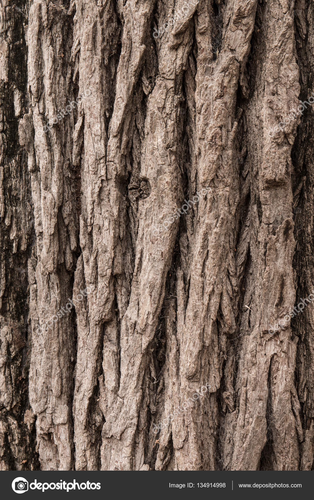 Texture Du Tronc D'arbre
