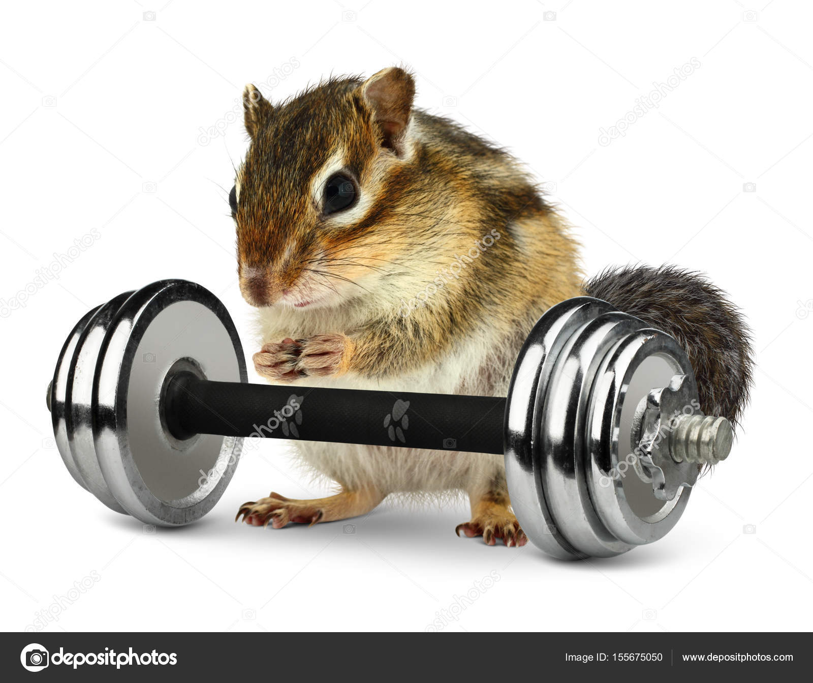 Funny fat animal chipmunk with dumbbell, fitness concept Stock Photo by ...