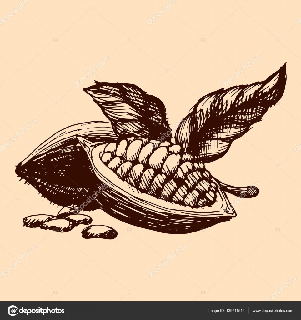 Vector cocoa hand drawn sketch illustration. Stock Vector by ... Vector cocoa hand drawn sketch illustration. Stock Vector by ...