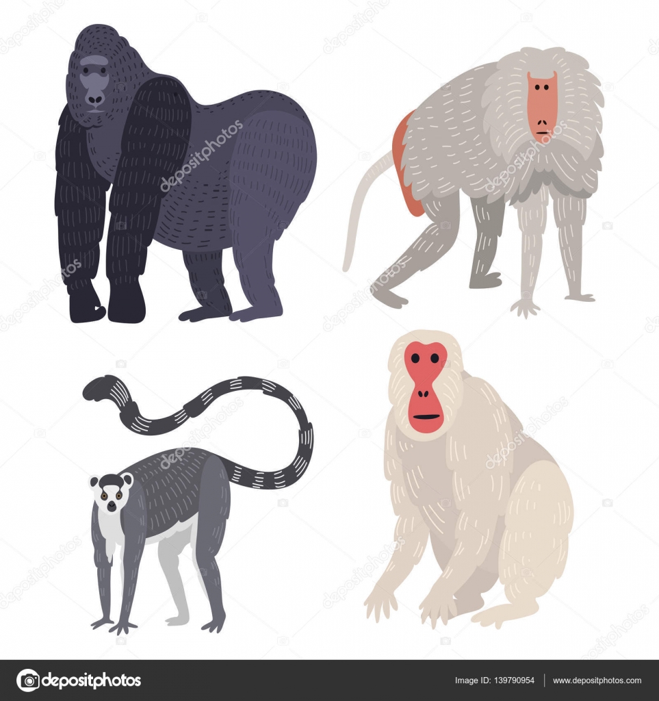 Berbagai jenis monyet vektor hewan langka ditetapkan . Vektor Stok oleh ...