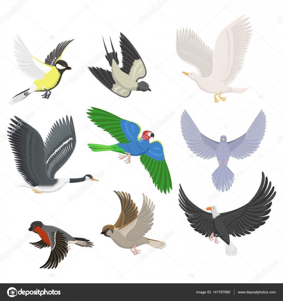 Set of different flying birds vector illustration. Stock Vector Image ...
