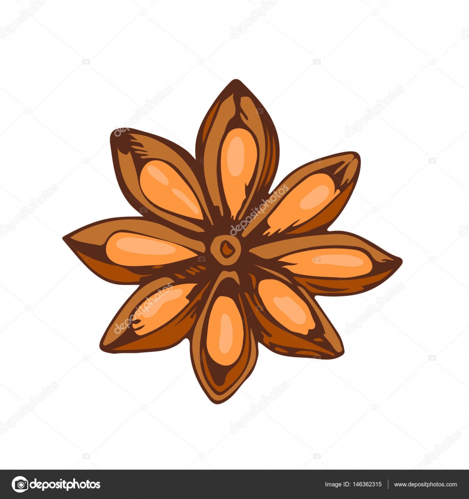 Star Anise Vector
