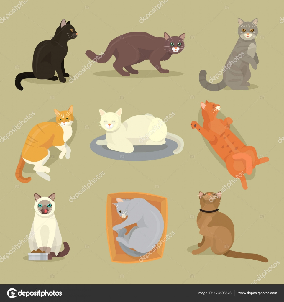 Different cat breeds cute kitty pet cartoon cute animal cattish ...