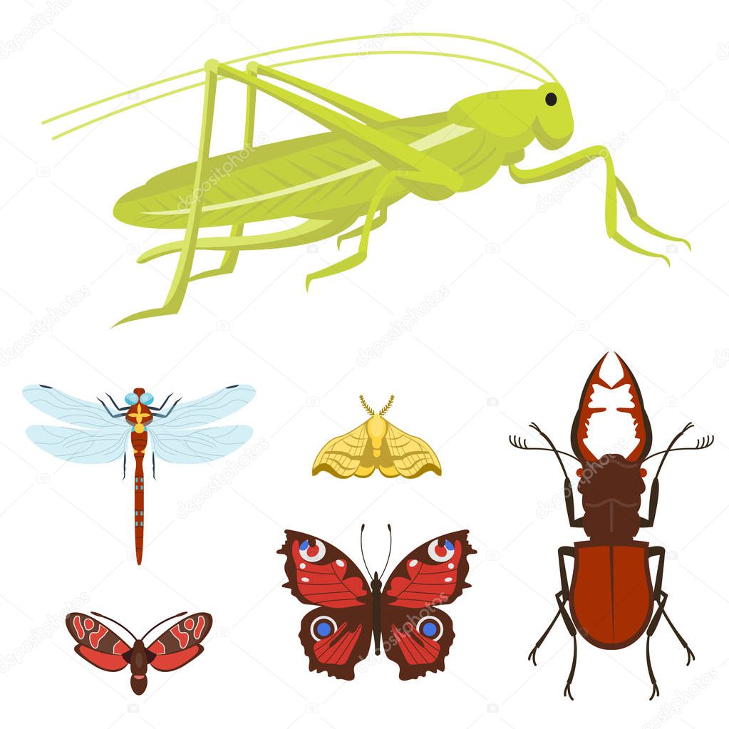 Coloridos insectos iconos aislados ala fauna detalle insectos de verano ...