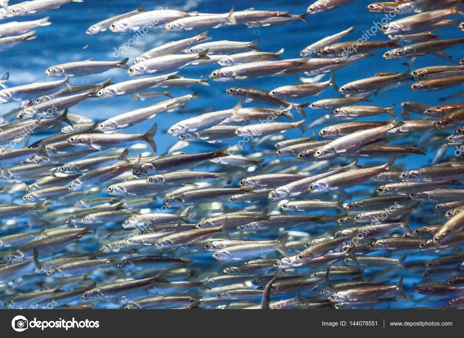 Fish Swarms
