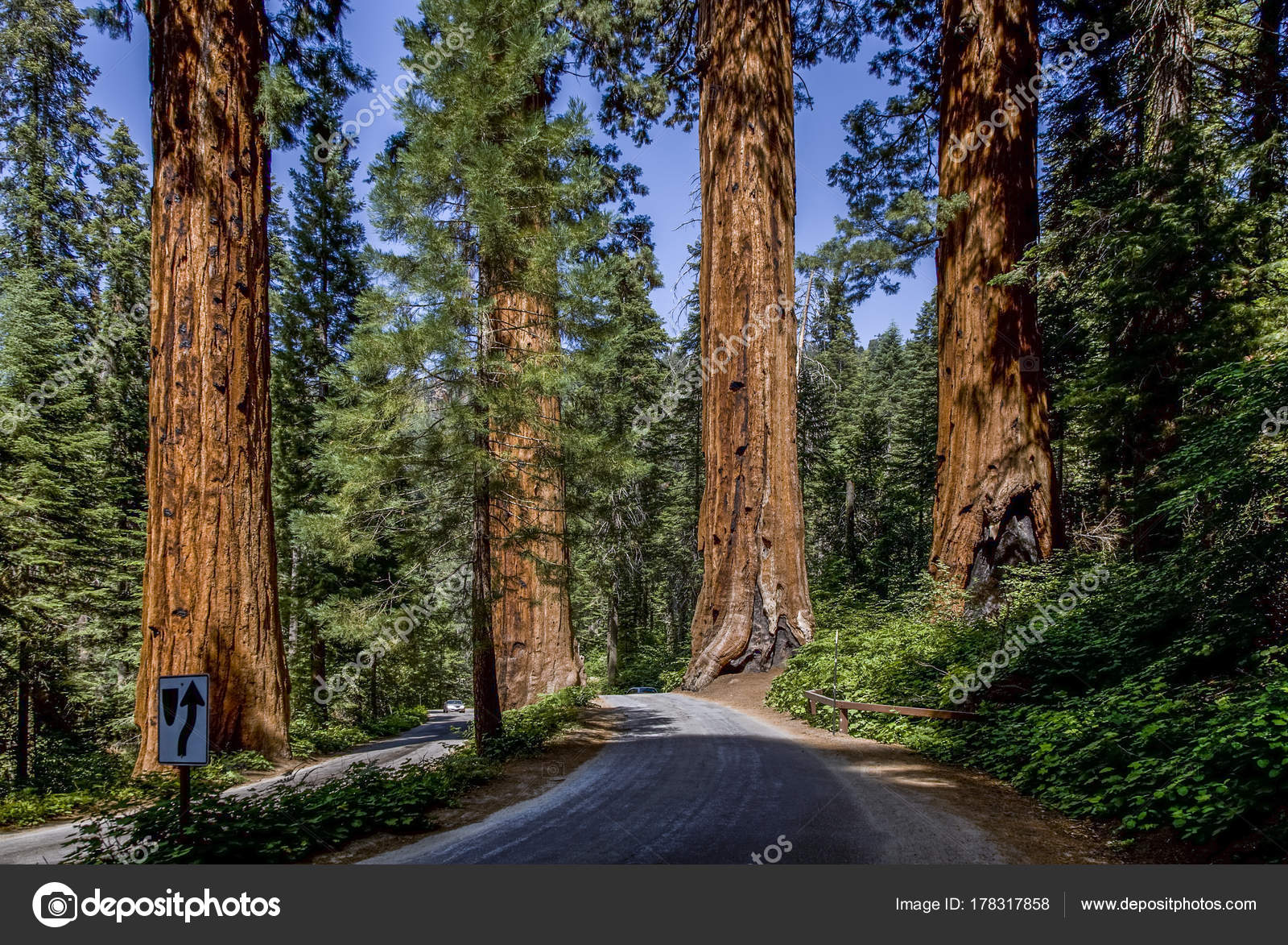 Famous big sequoia trees — Stock Photo © Hackman #178317858