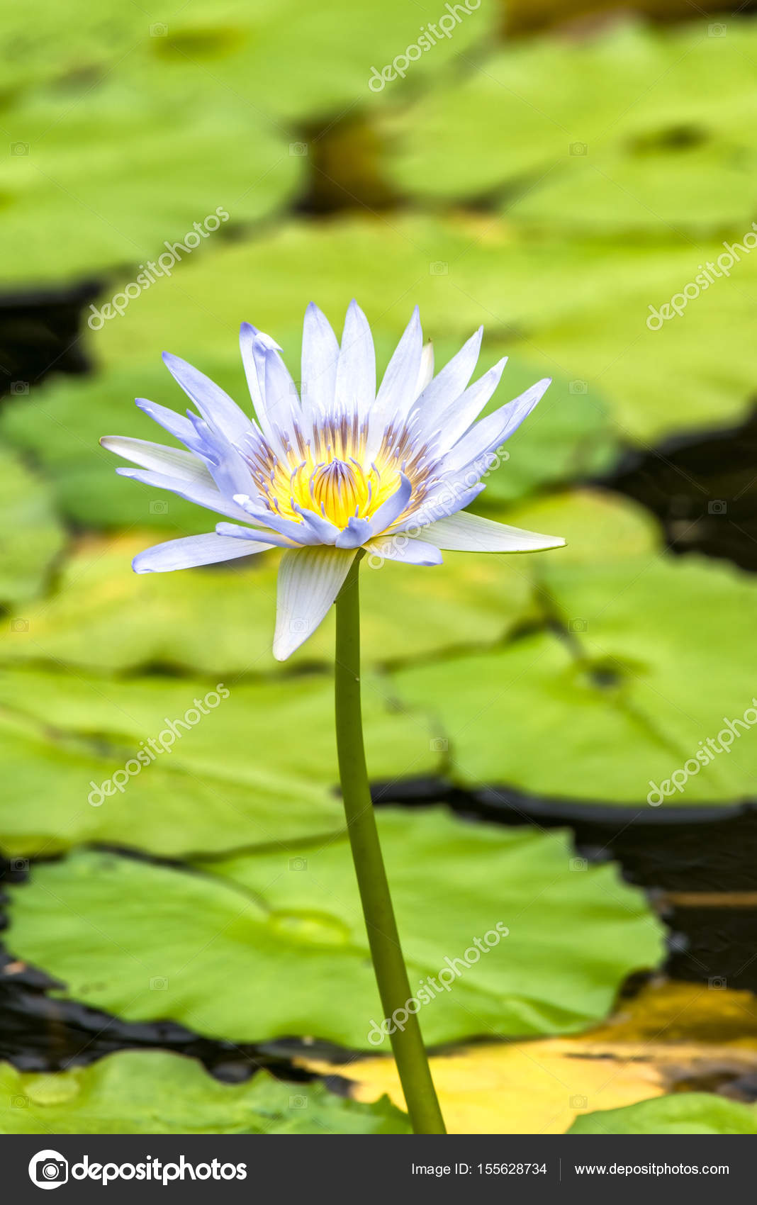 Imágenes De Flores Acuáticas - Imágenes De Flores
