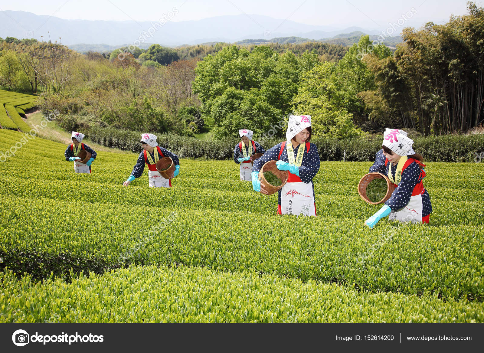 Japanese tea picker – Stock Editorial Photo © akiyoko74 #152614200