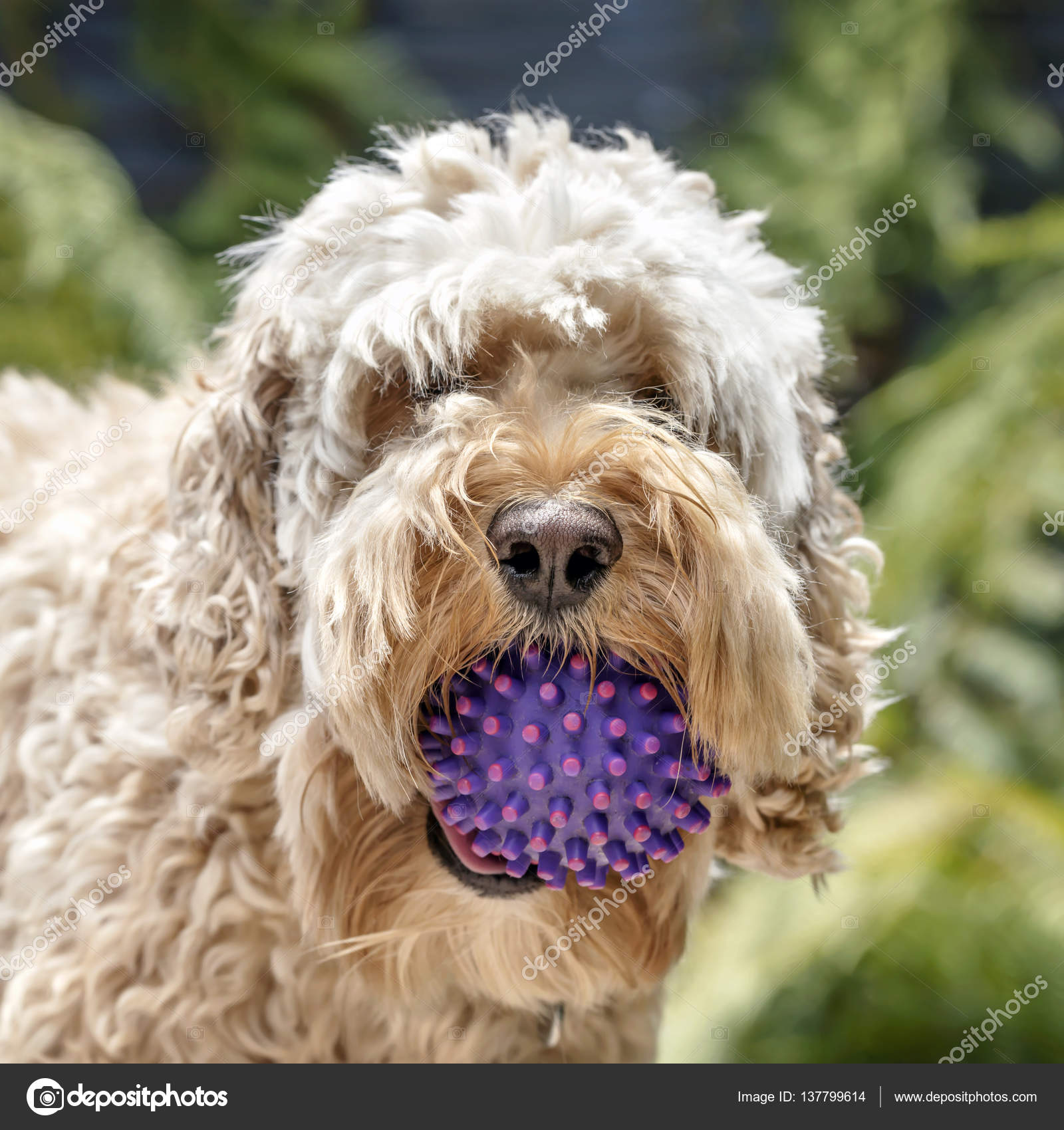 Shaggy Cockapoo Dog with Ball Portrait with Blurred Background — Stock ...