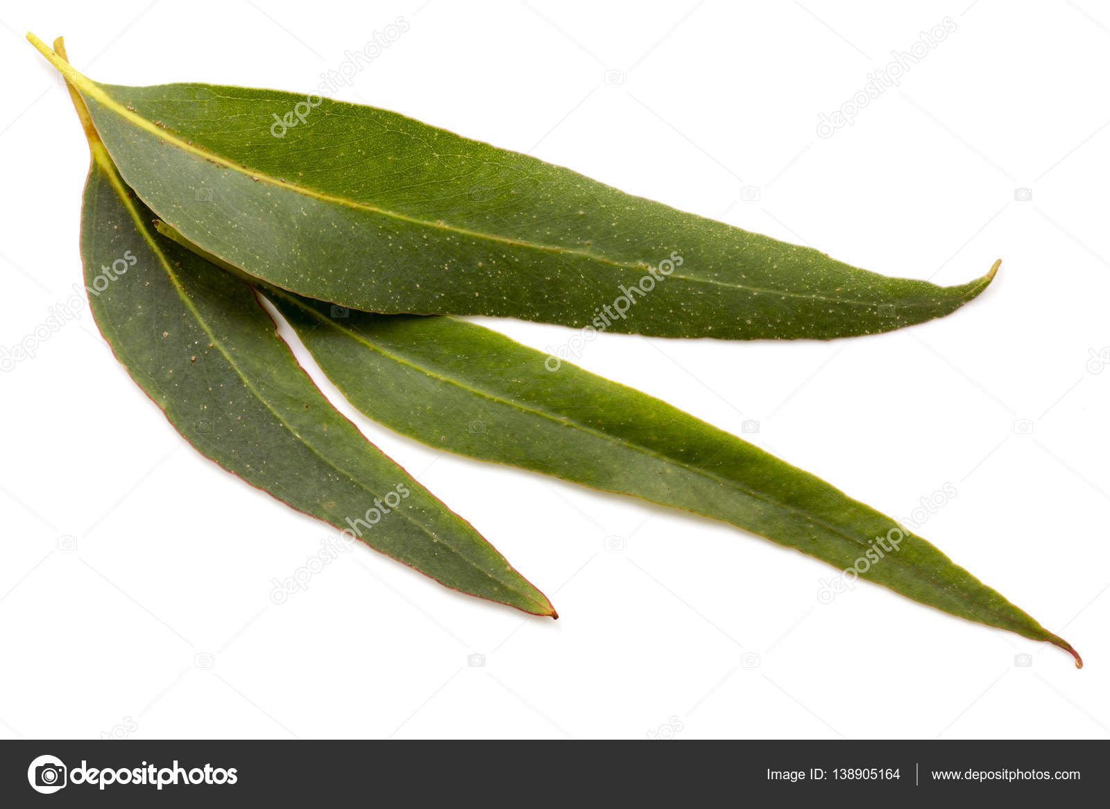 Gumleaf Clipart Of Children