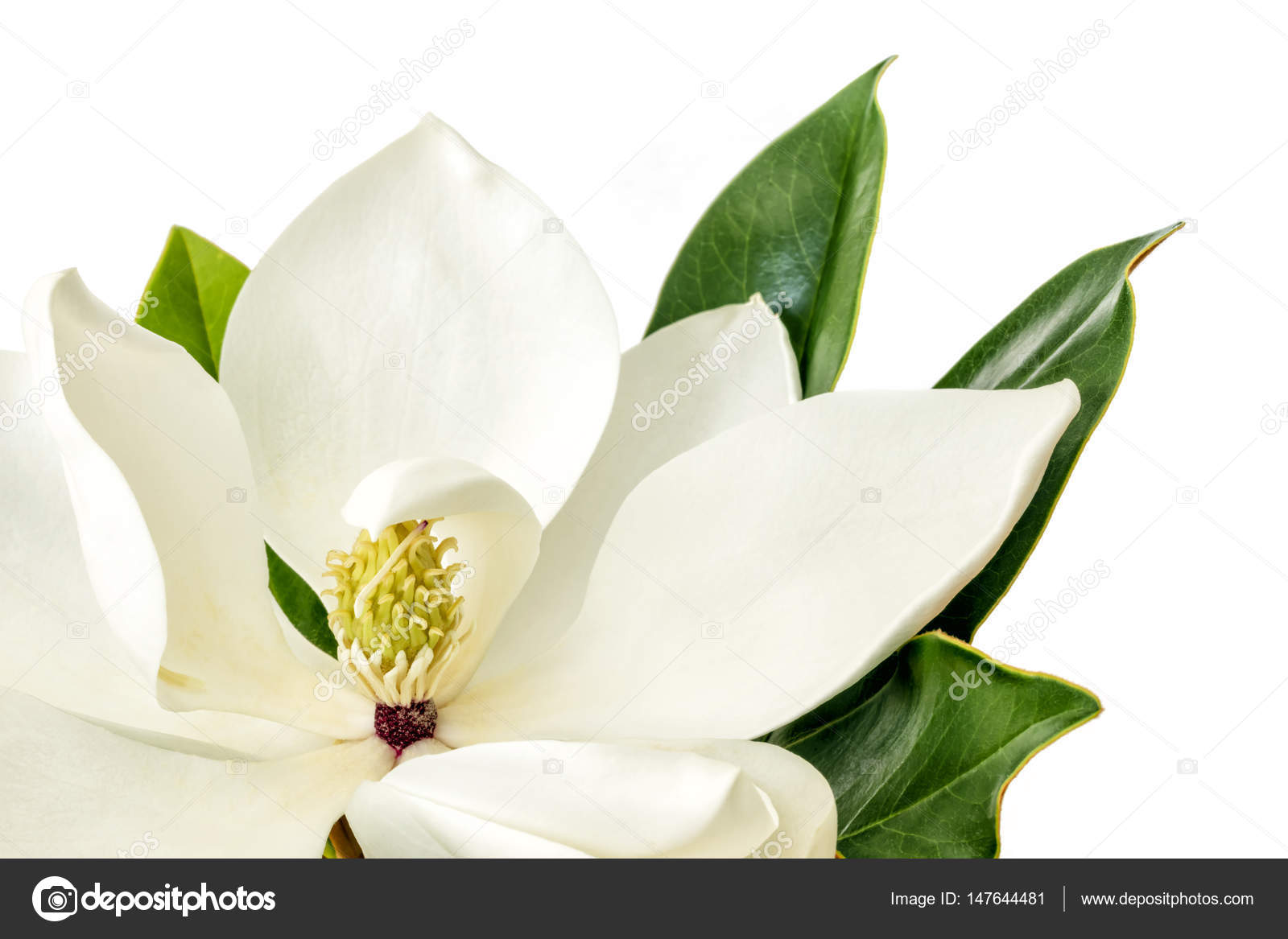 Magnolia Flower over White Background Stock Photo by ©robynmac 147644481