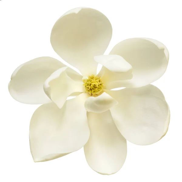 Magnolia Stock Photos, Royalty Free Magnolia Images | Depositphotos