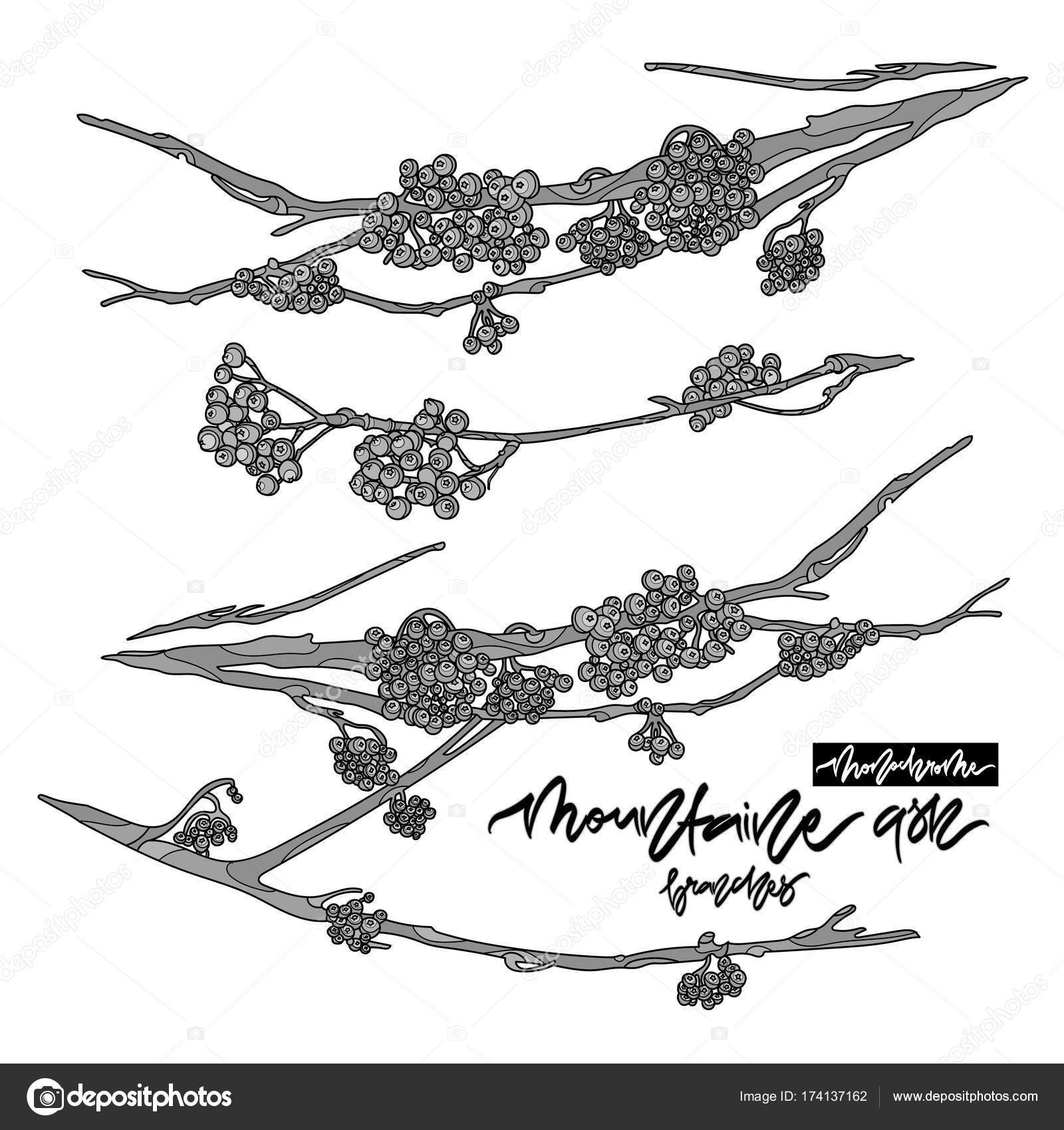 Monochrome mountain ash branches. Stock Vector Image by ©hllwdrf.icloud ...