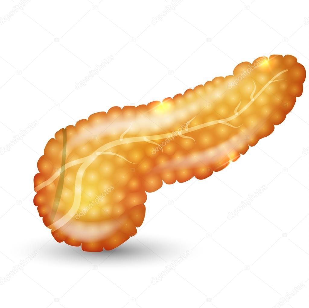 Pancreas beautiful colorful illustration Stock Vector by ©megija 125082938