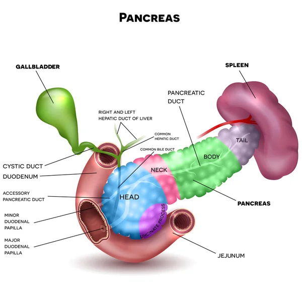 Diagrama Da Glandula Pancreas