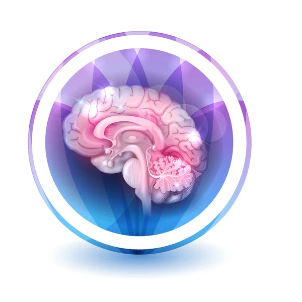 Human brain detailed anatomy Stock Vector Image by ©megija #85827456