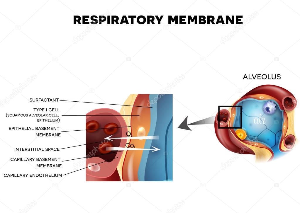 Alveolus And Respiratory Membrane Detailed Anatomy — Stock Vector