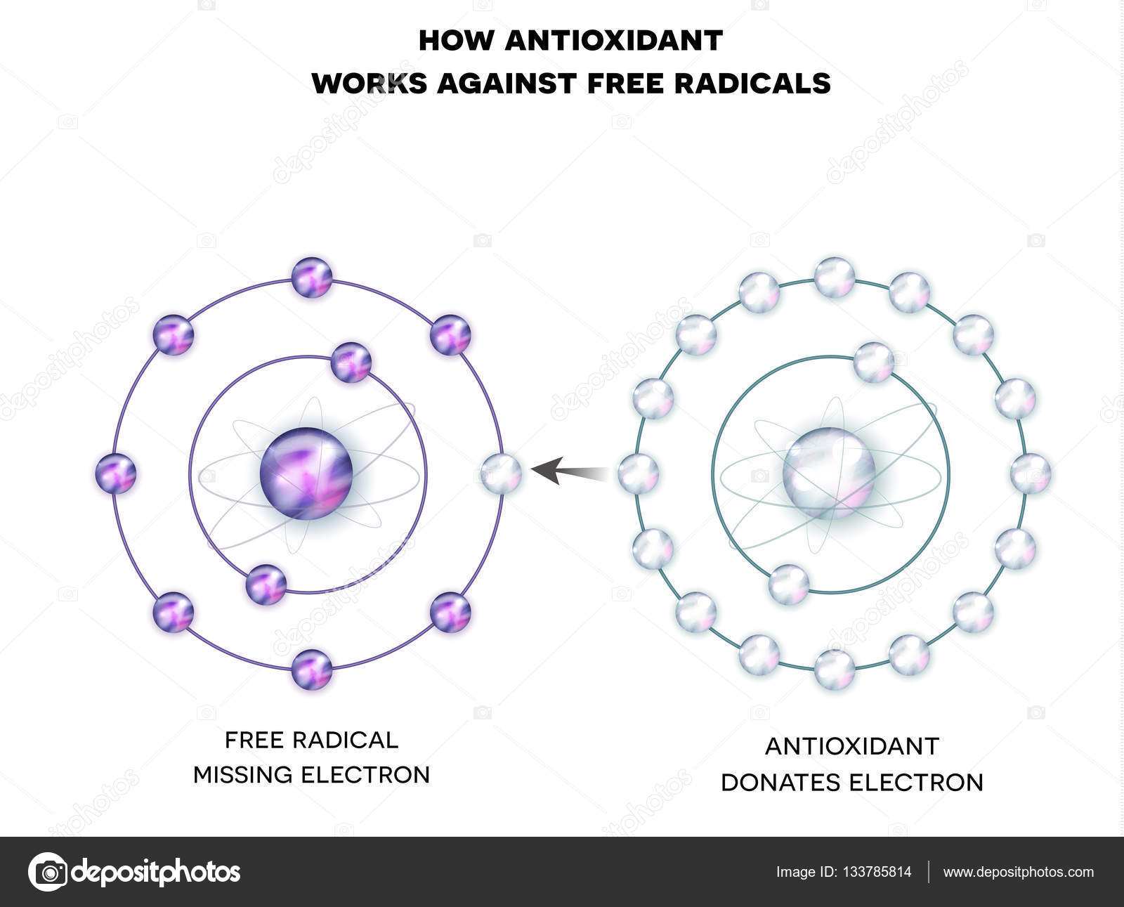 How antioxidant works against free radicals Stock Vector Image by ...