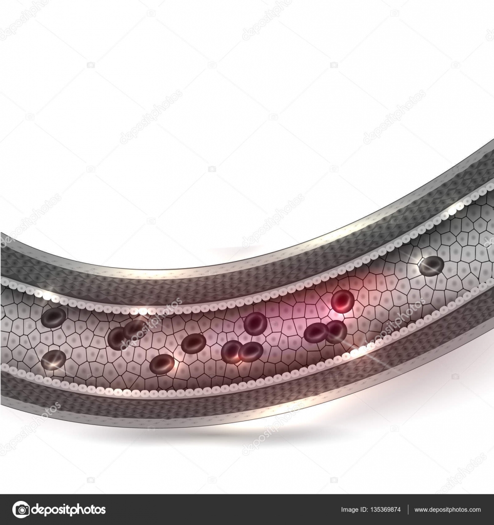 Healthy artery anatomy, artery layers detailed illustration Stock ...