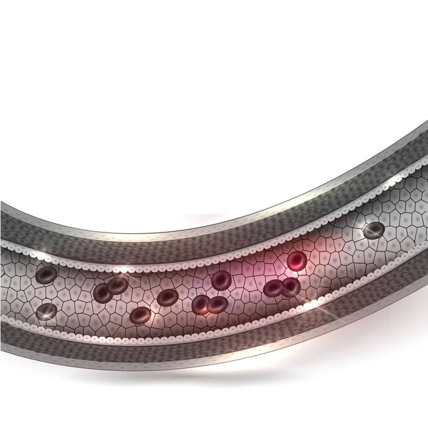 Healthy artery anatomy, artery layers detailed illustration on a Stock ...