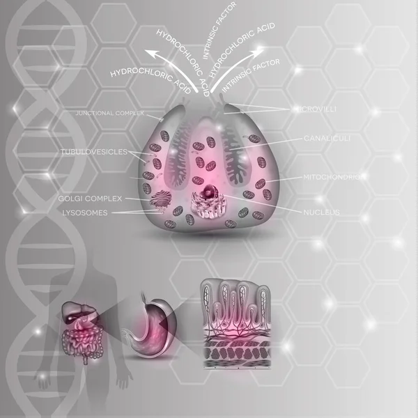 Célula parietal Vector Art Stock Images | Depositphotos