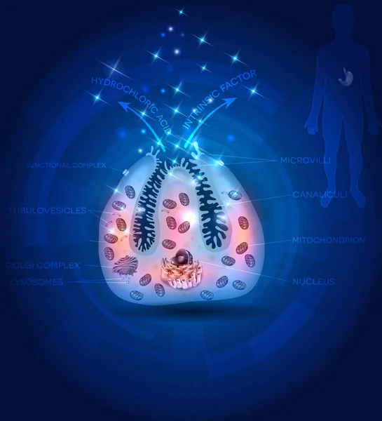 Célula parietal Vector Art Stock Images | Depositphotos