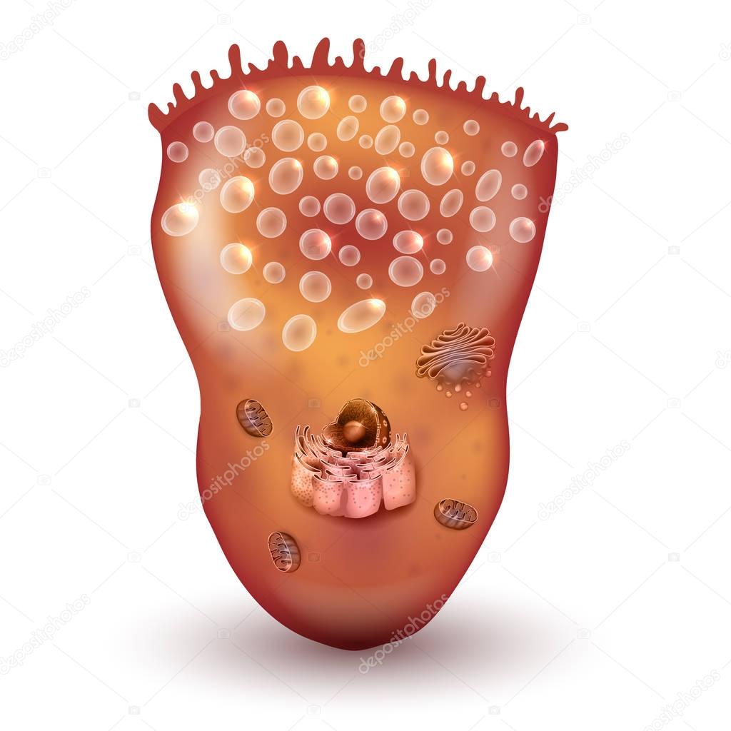 Célula foveolar o célula mucosa superficial de la pared del estómago 2022