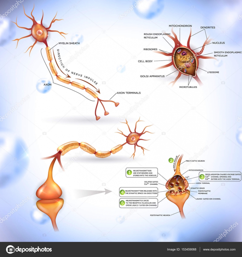 Detailed neuron illustration Stock Vector Image by ©megija #153459068 Detailed neuron illustration Stock Vector Image by ©megija #153459068