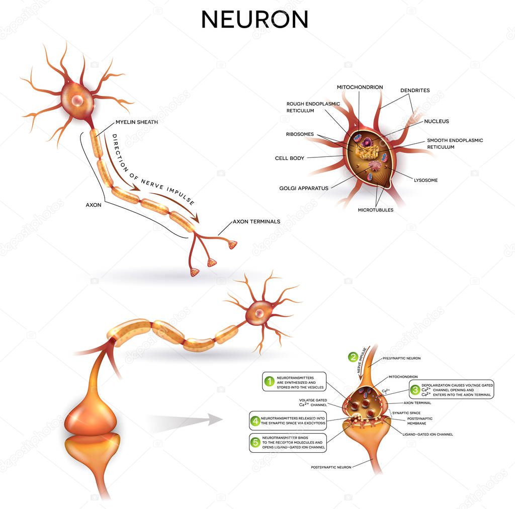 Neuron, nerve cell, close up illustrations set. Synapse detailed ...