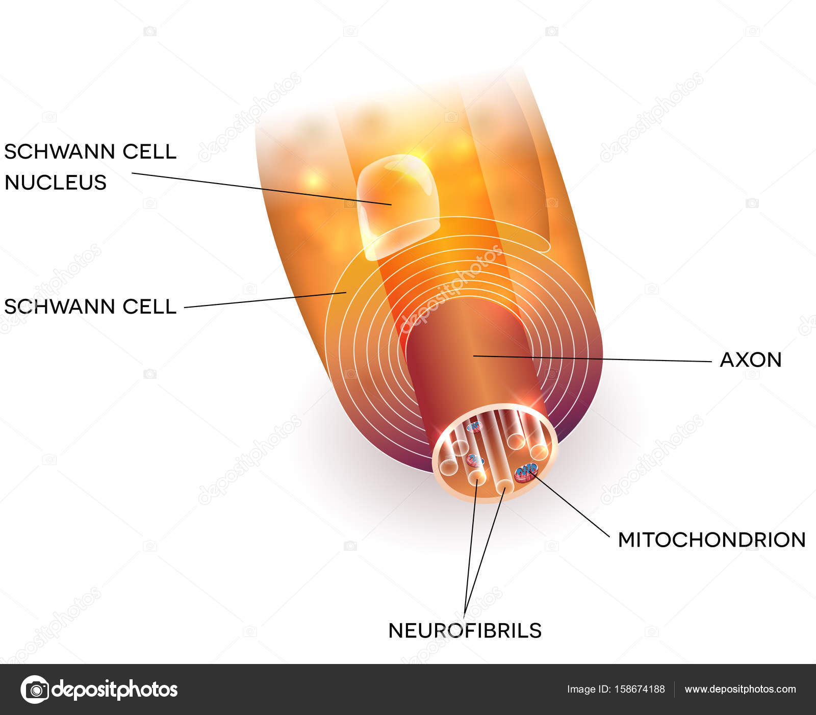Axon and myelin sheath Stock Vector by ©megija 158674188