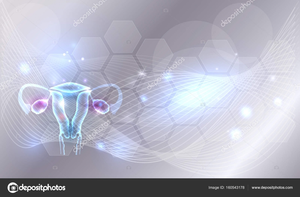 Female uterus and ovaries ⬇ Vector Image by © megija | Vector Stock ...