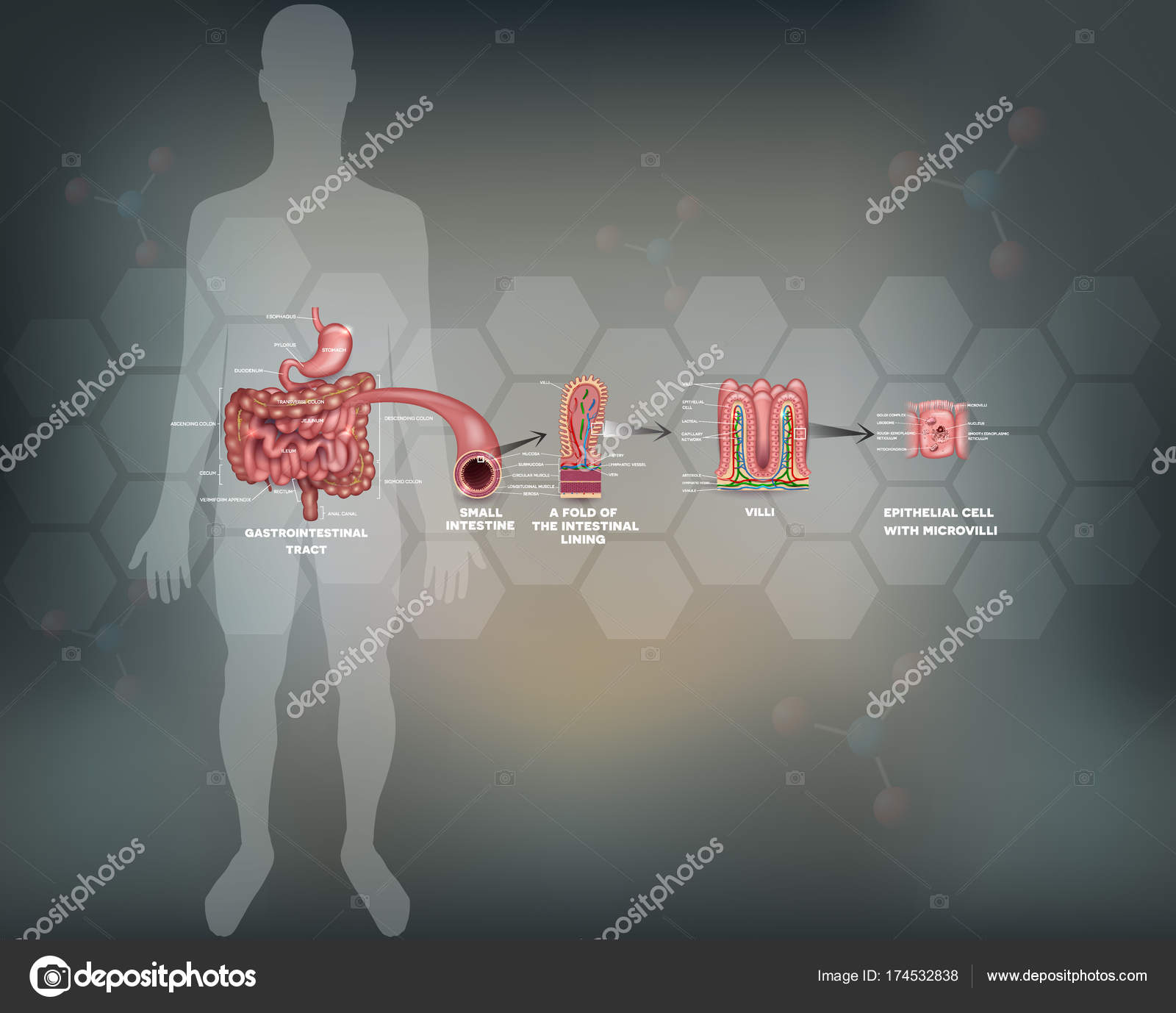 Small intestine lining detailed anatomy Stock Vector Image by ©megija ...