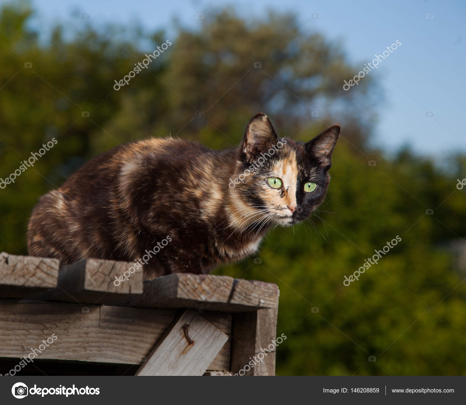 Tortoiseshell Cat Outside