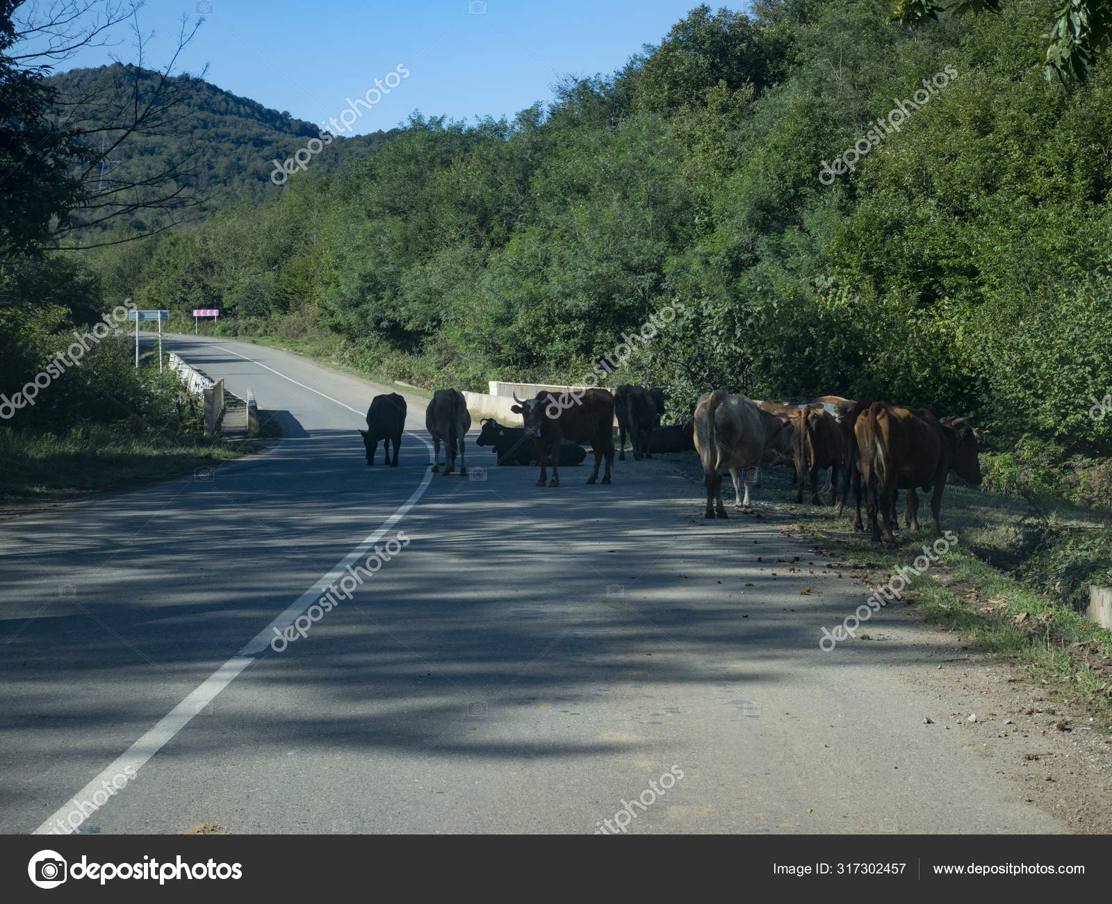 A Cows blocking a mountain road in the Georgia Stock Photo by ©chepko ...