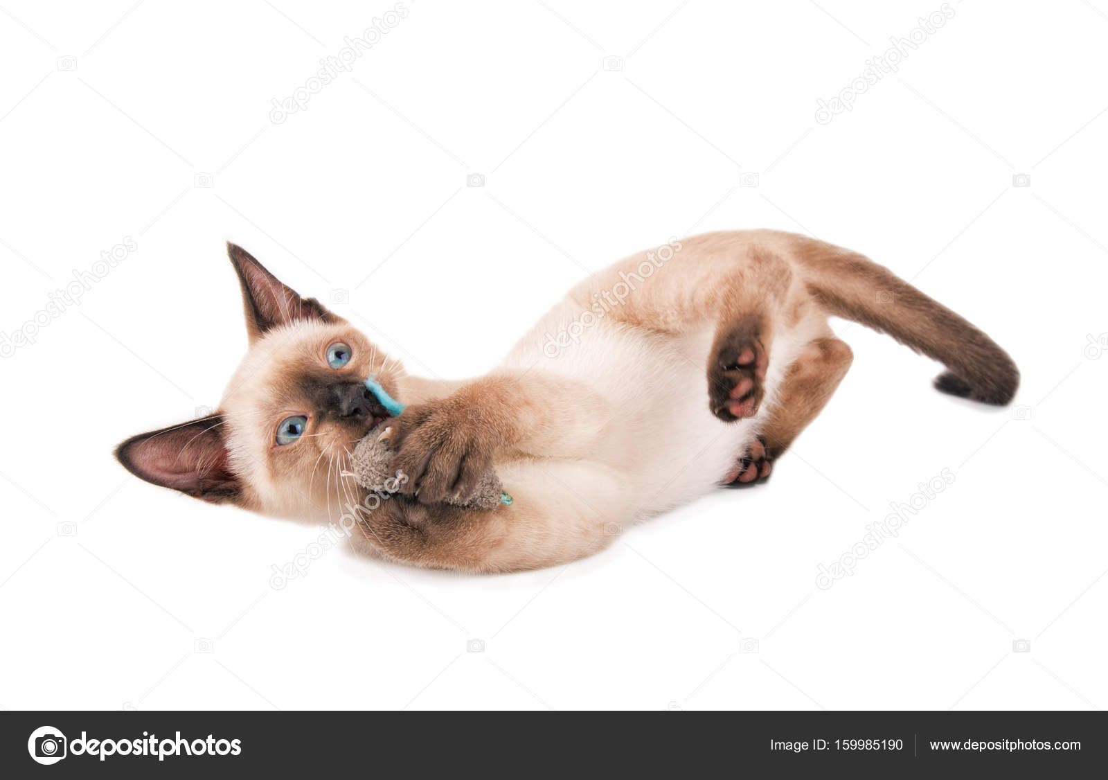 Siamese kitten in action, playing with a toy mouse — Stock Photo ...