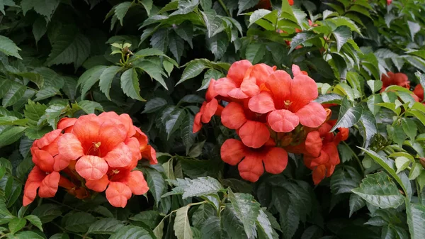 Imágenes de Enredadera de trompeta china, fotos de Enredadera de ...