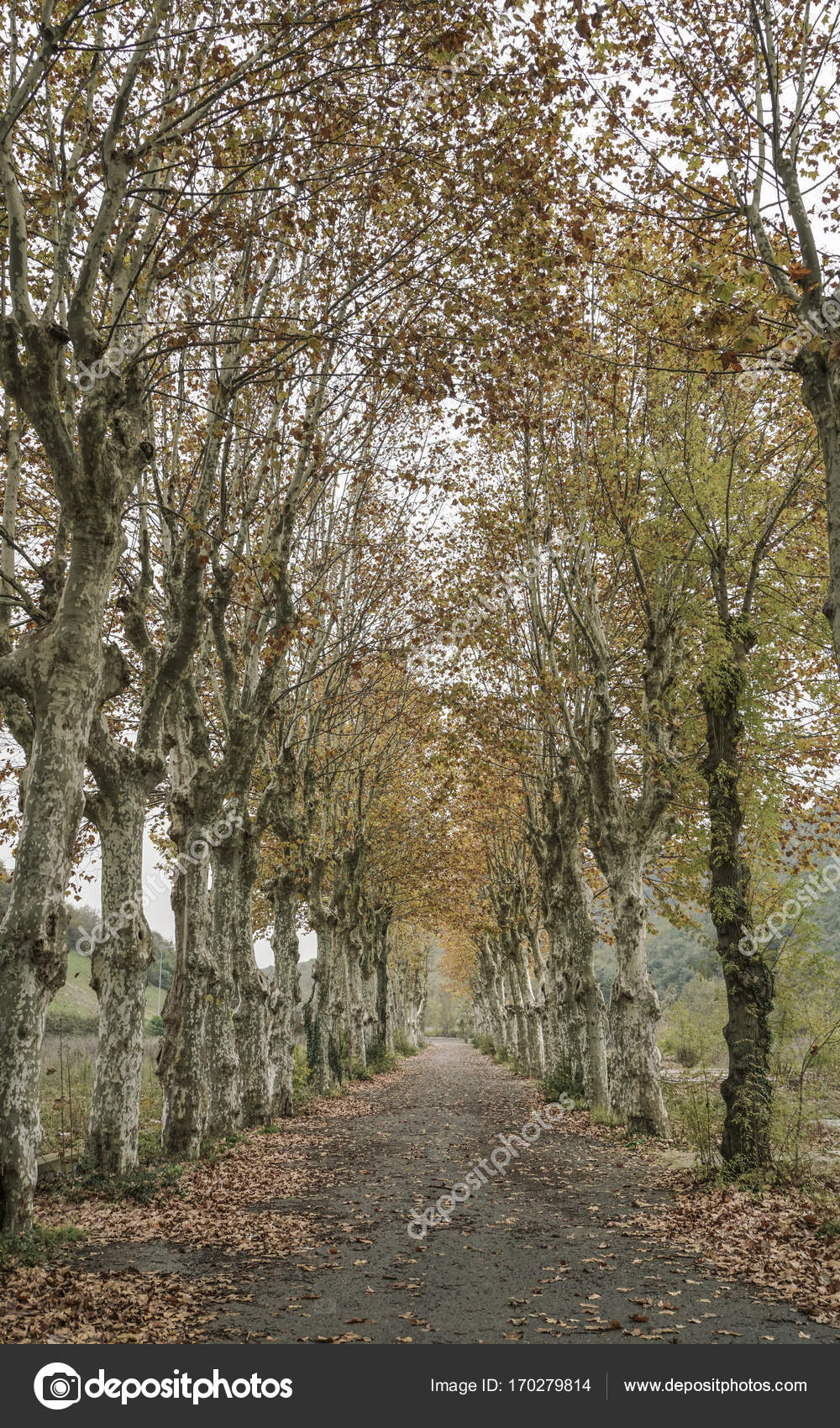Country road surrounded by trees in autumn — Stock Photo © berna_rikur ...