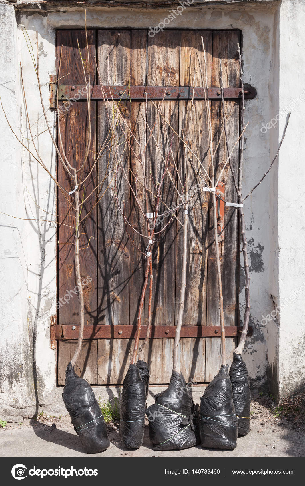 Saplings of fruit trees before planting Stock Photo by ©Photozirka ...