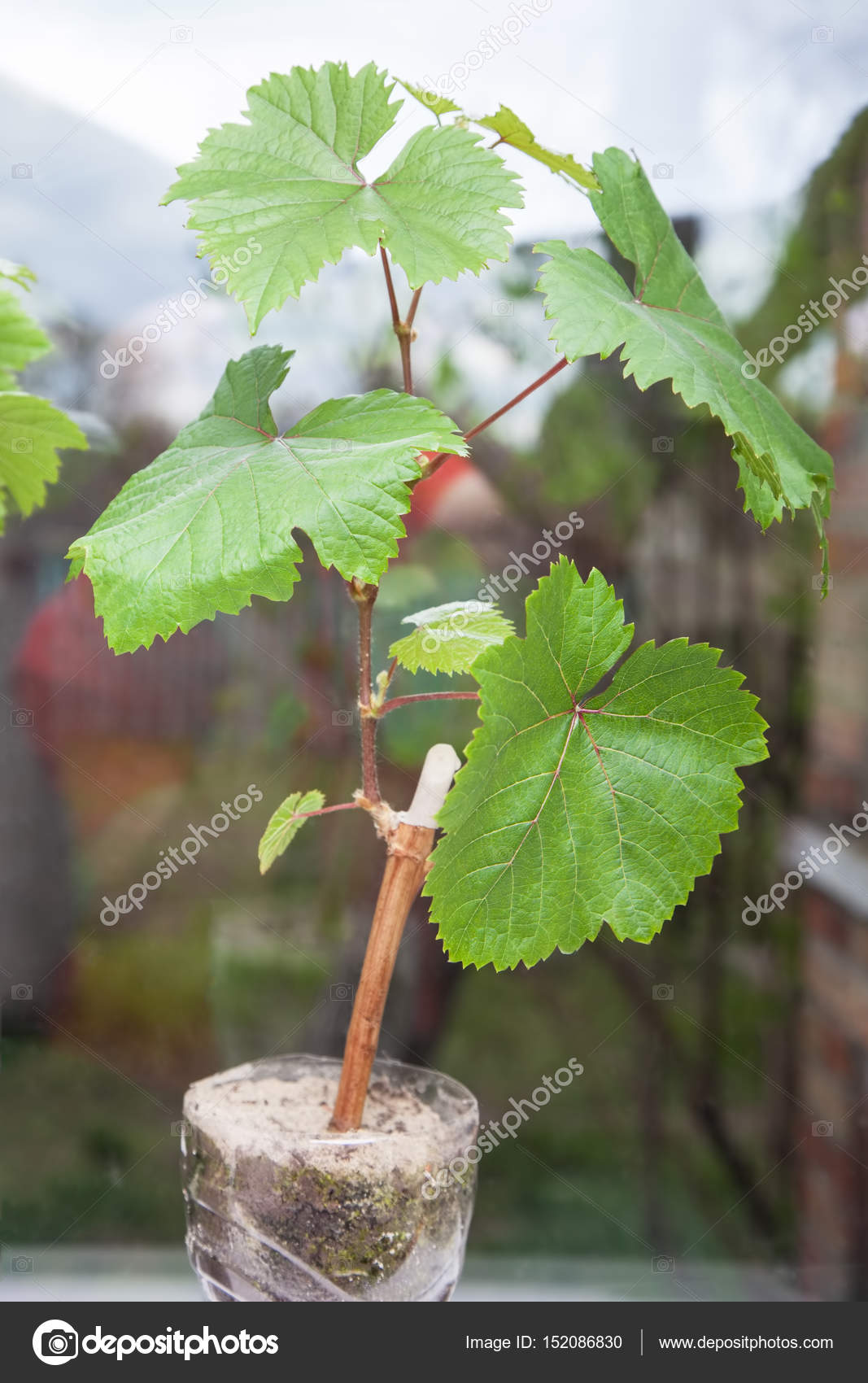 Plantas De Vid Que Cubren El Suelo Territorios De Vino: El Priorat