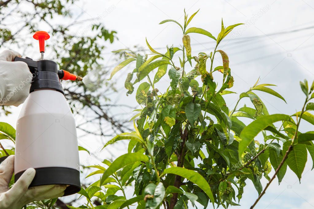 Rocía hojas de árbol frutal fungicida 2025